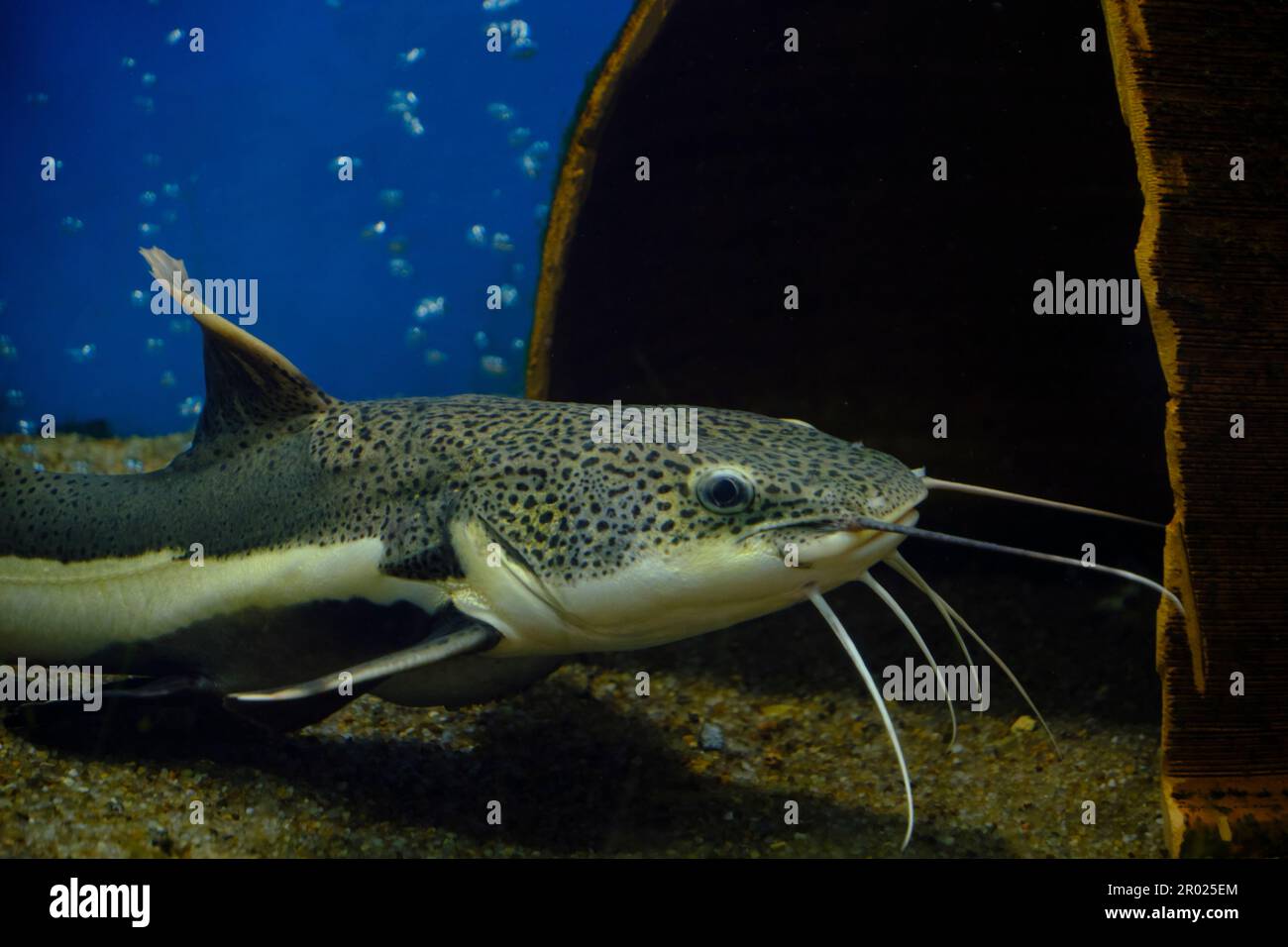 Flathead catfish lies sand at bottom aquarium with blue background ...