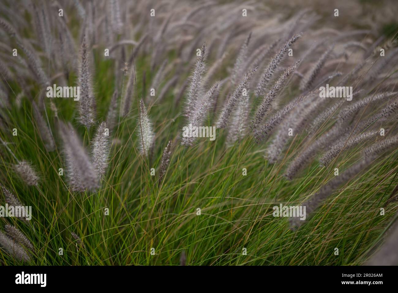 Cat Tail Grass