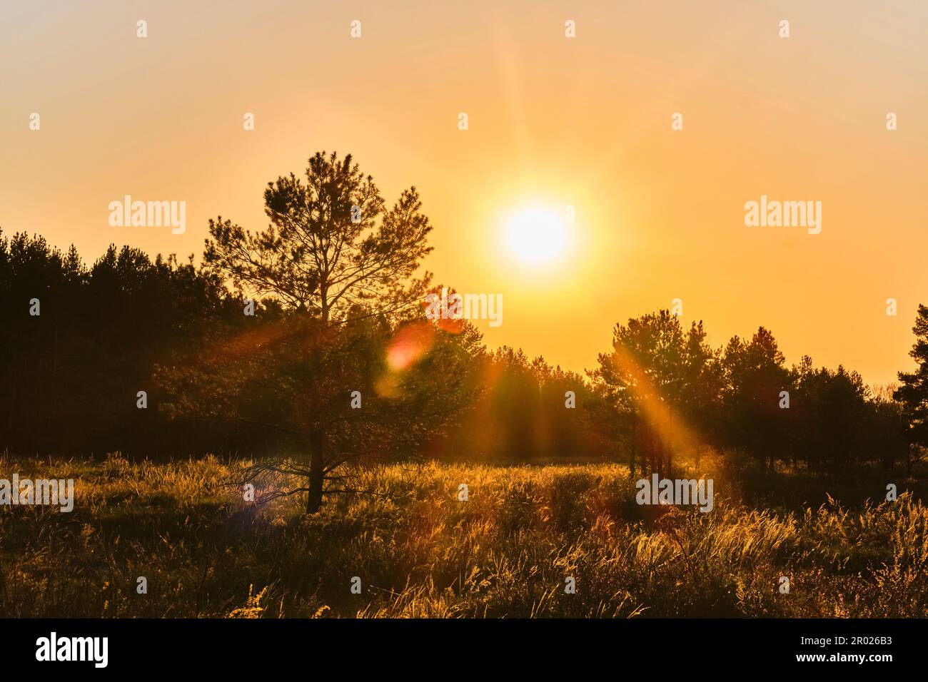 Bright sunset and sun rays background forest and forest clearing Stock ...