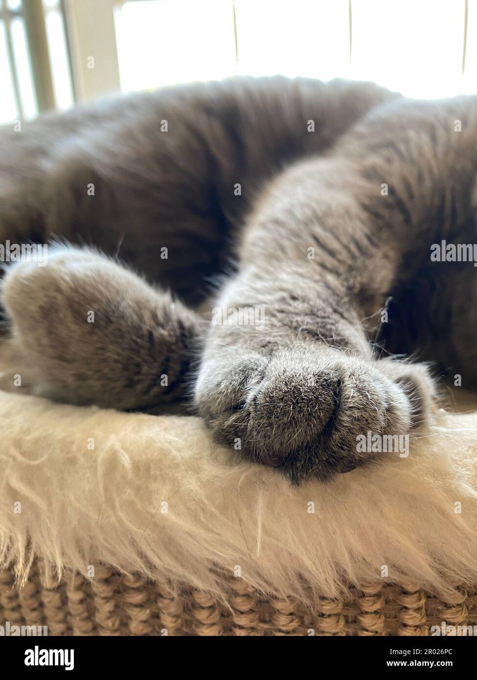 Cats pawing up hi-res stock photography and images - Alamy
