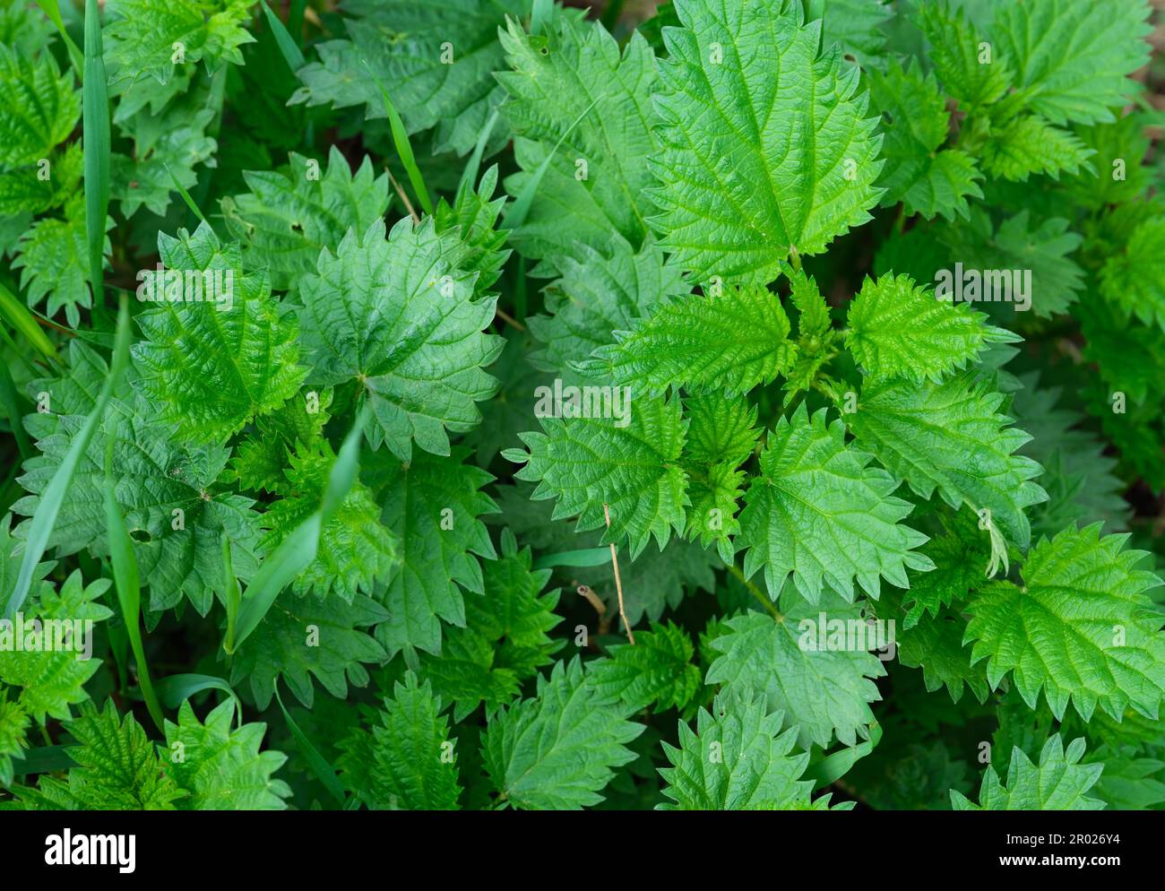 Young fresh stinging nettle plants growing in nature. Full frame Stock ...