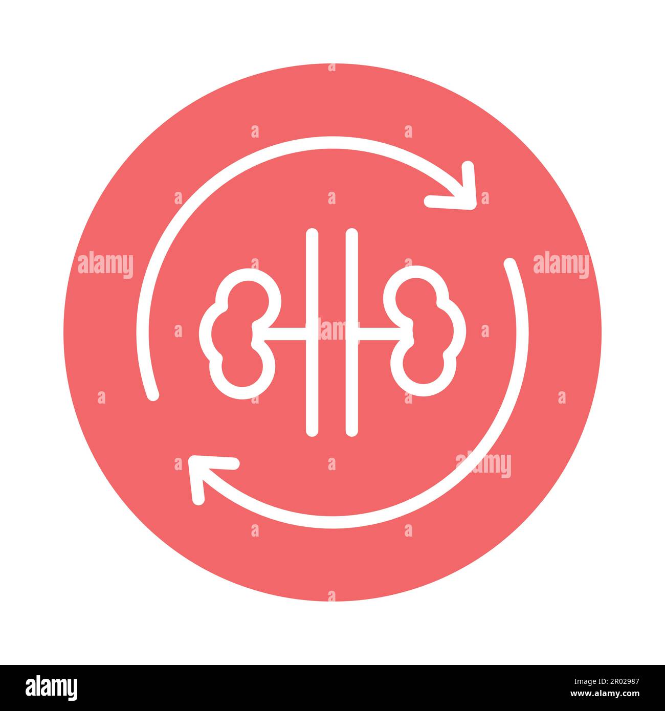 Kidneys outline hi-res stock photography and images - Alamy