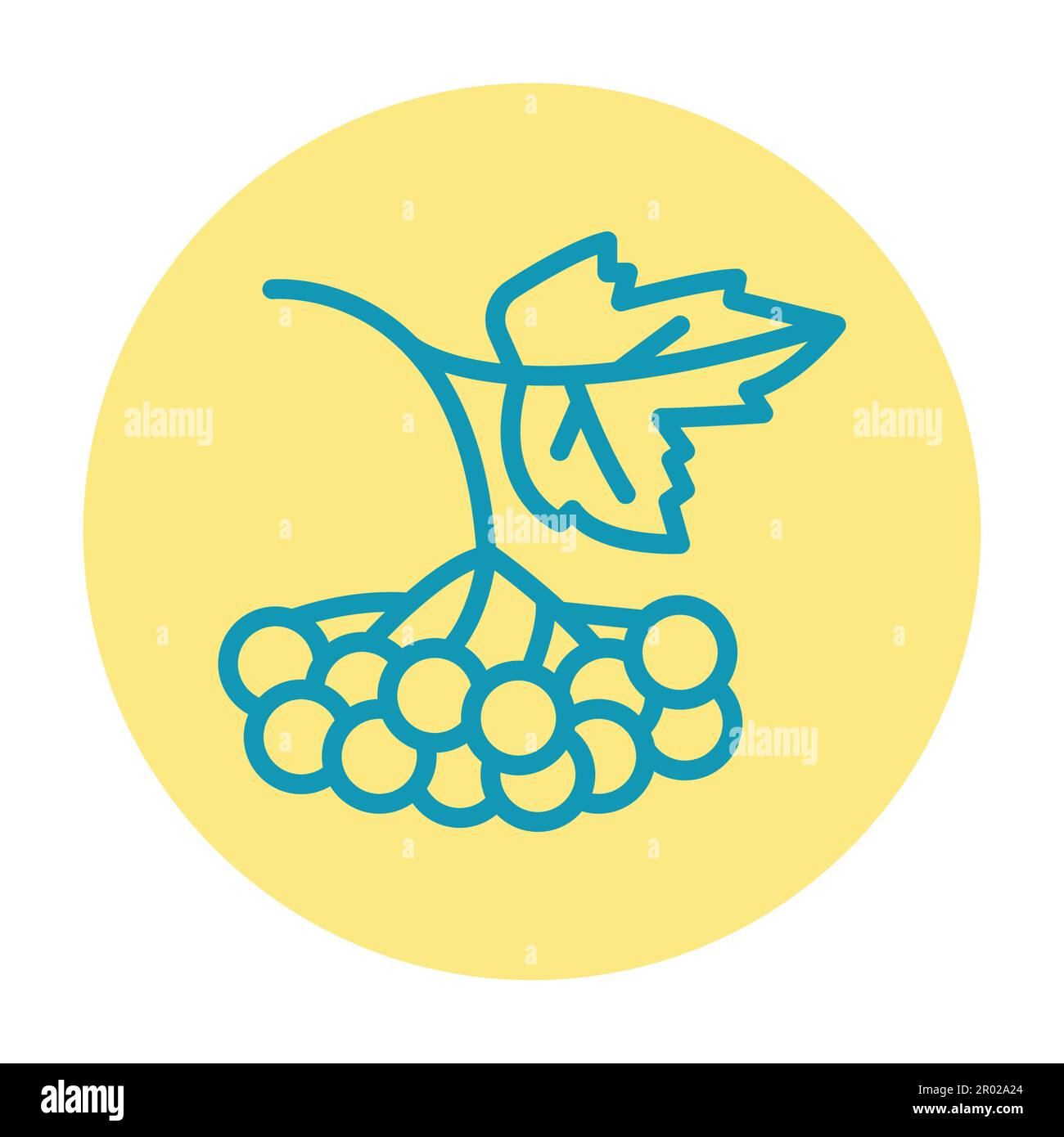Berry guelder rose line color icon. Isolated vector element. Outline ...