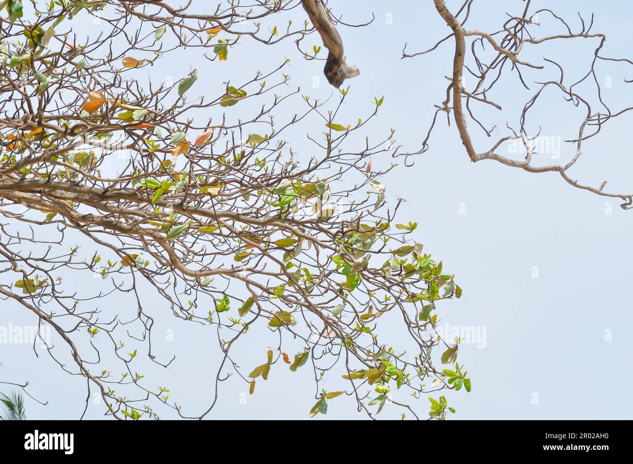 Terminalia catappa ,Tropical Almond or Indian almond or False kamani or ...