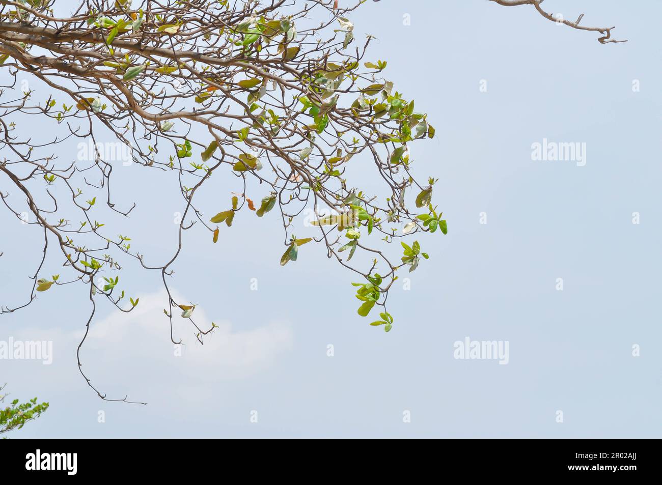 Terminalia catappa ,Tropical Almond or Indian almond or False kamani or ...