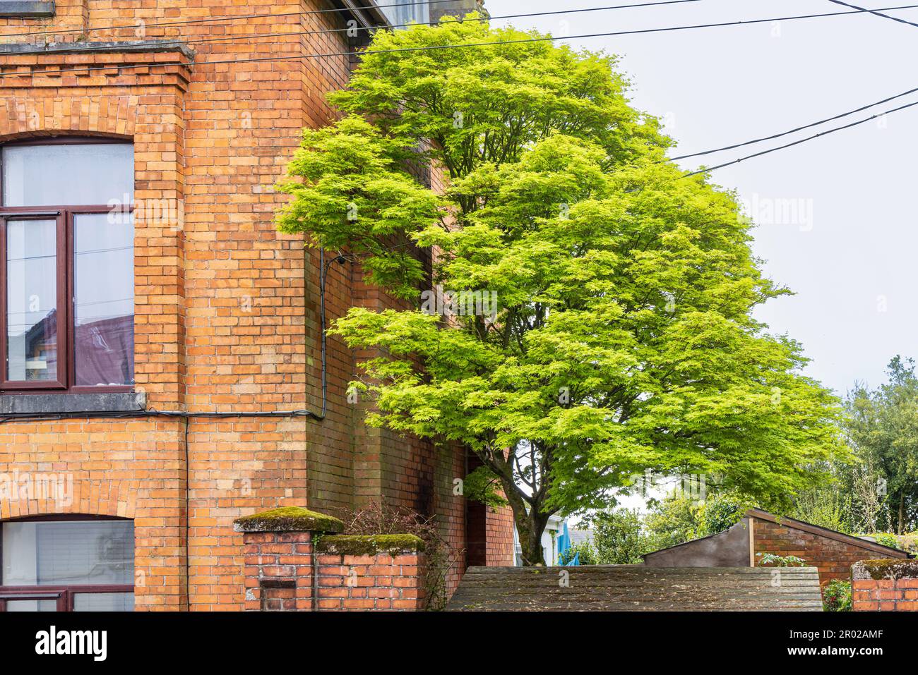 Japanese maple Acer Palmatum tree in front yard of house in Cork ...