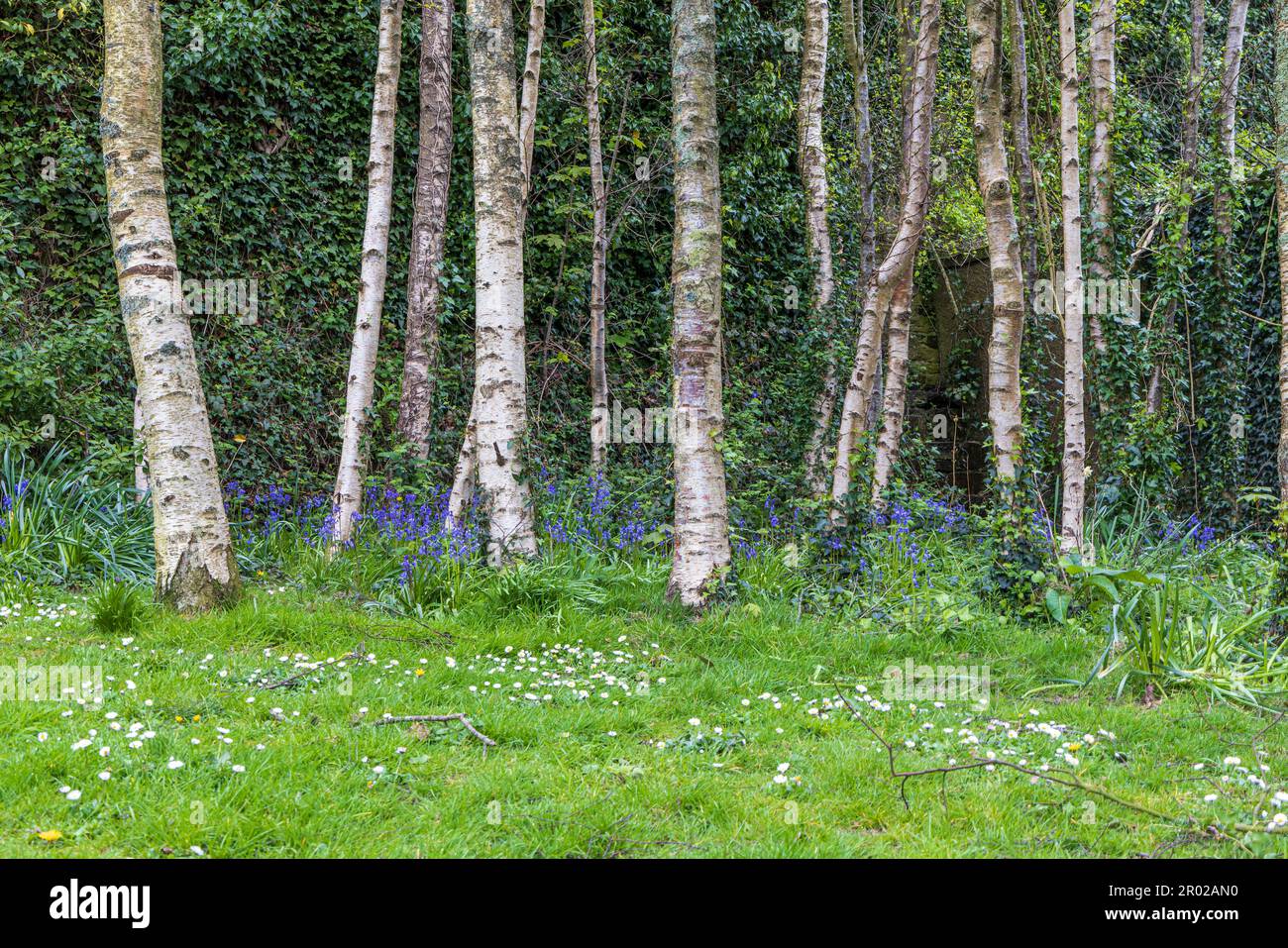 Silver birch tree in bloom hi-res stock photography and images - Alamy