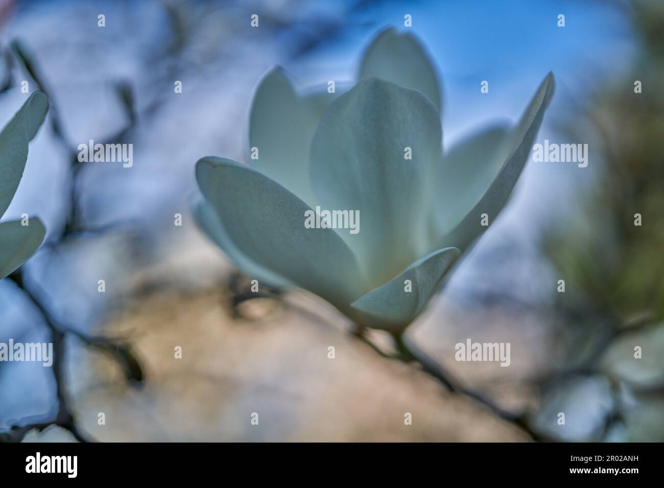 White magnolia flower close hi-res stock photography and images - Alamy