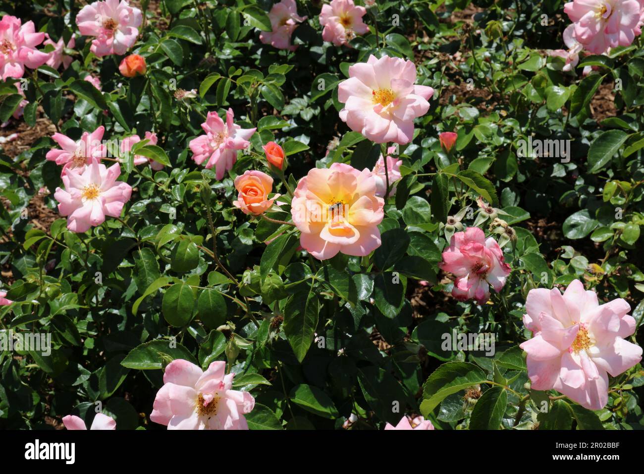 Shiny buds hi-res stock photography and images - Alamy