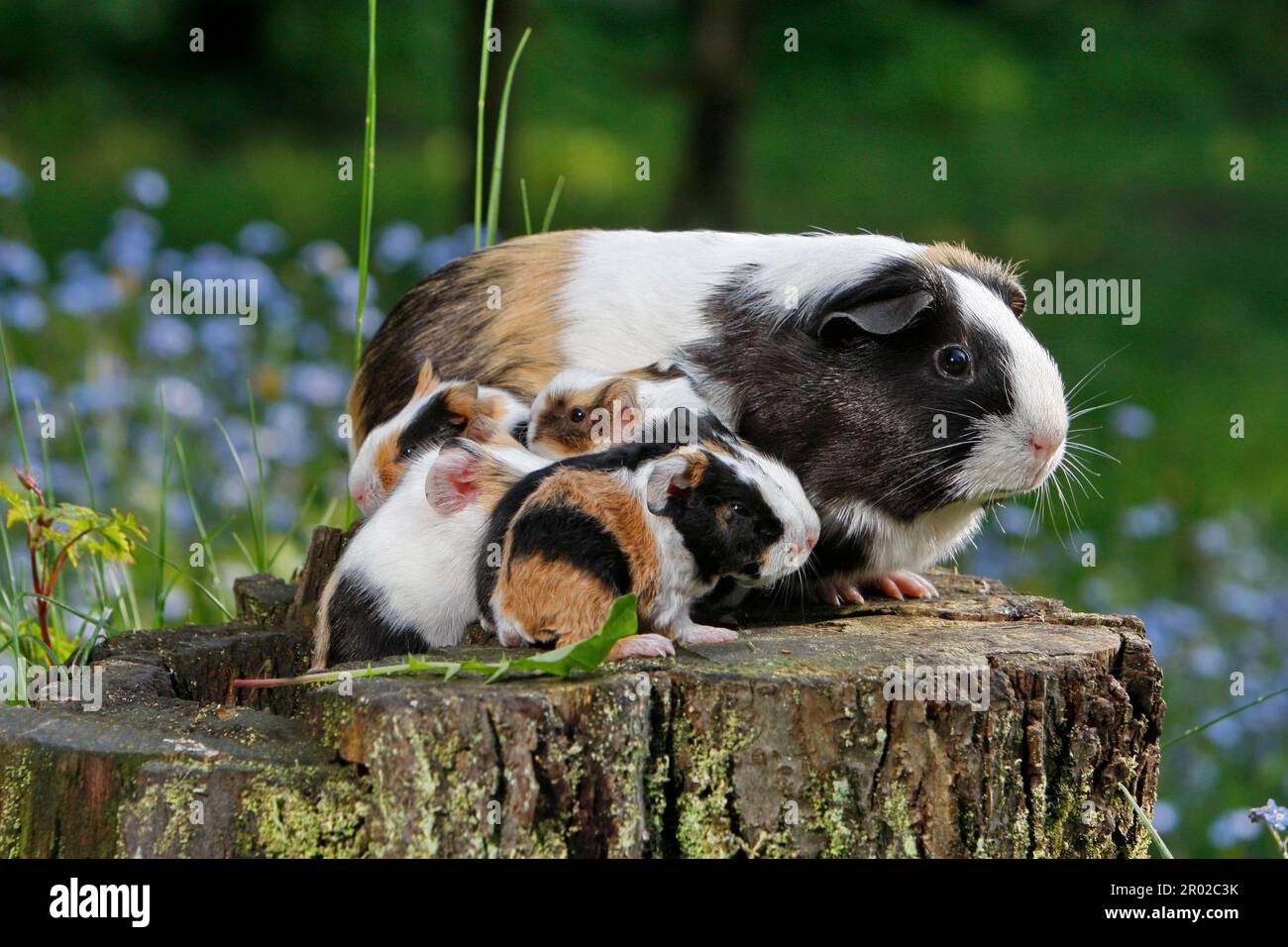 Guinea Pig pigs (Caviidae), 1 day old, 4 smooth hair and 1 US teddy ...