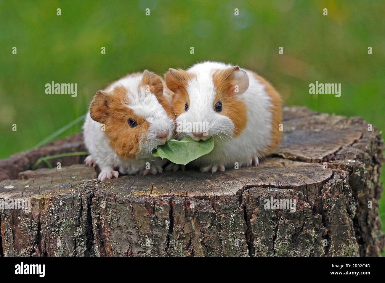 Smooth tree trunk hi-res stock photography and images - Alamy