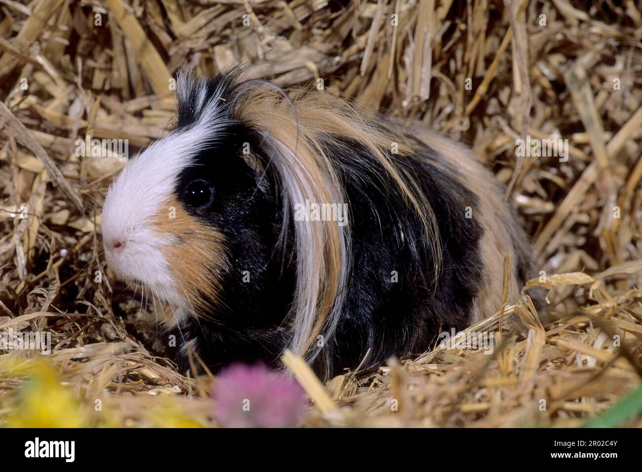 Guinea Pig pigs (Caviidae Stock Photo - Alamy