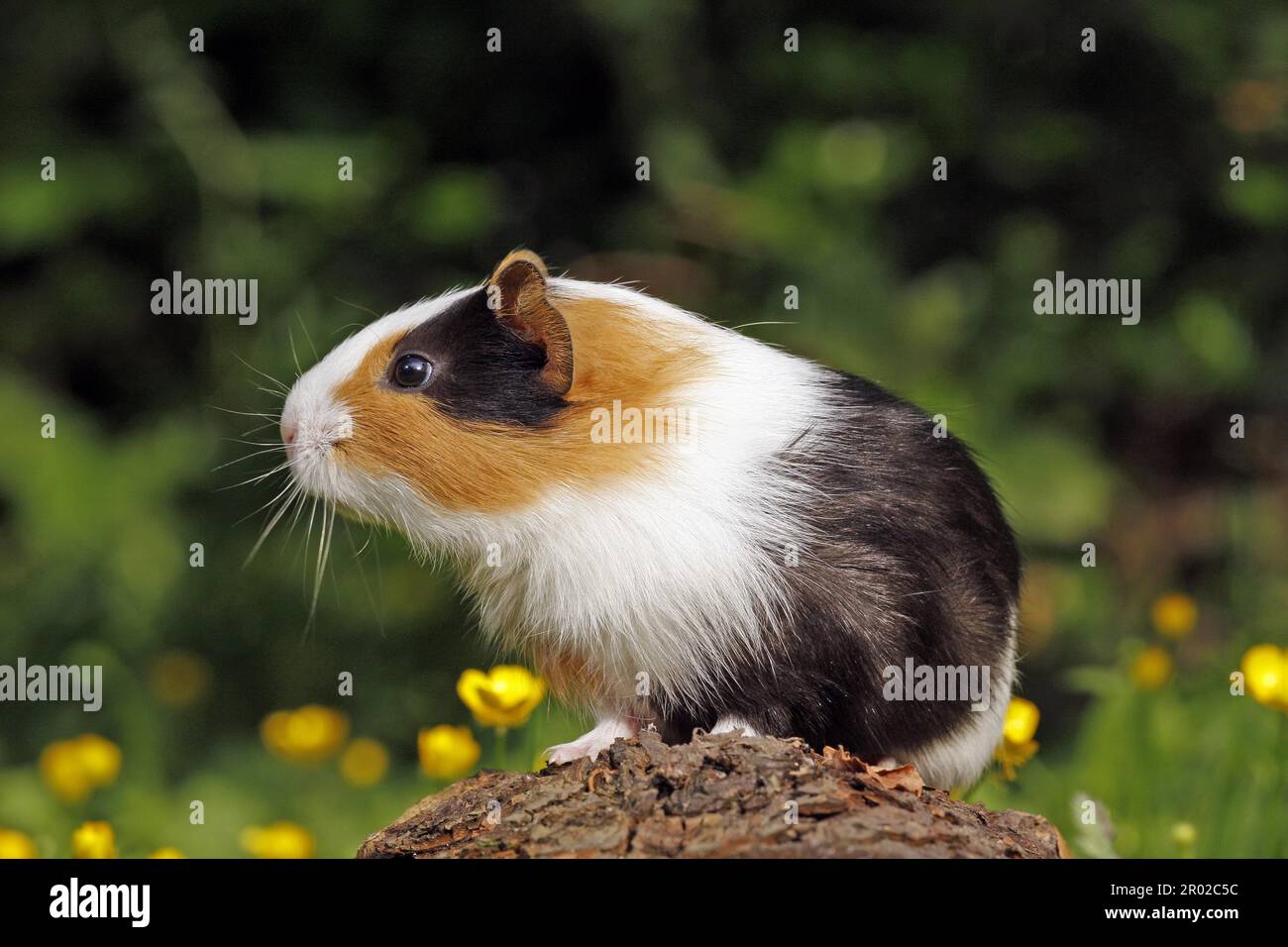 Guinea Pig pigs (Caviidae), sitting on tree trunk Stock Photo - Alamy