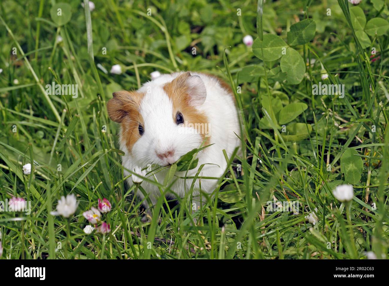 Guinea Pig pigs (Caviidae), sitting in the grass Stock Photo - Alamy