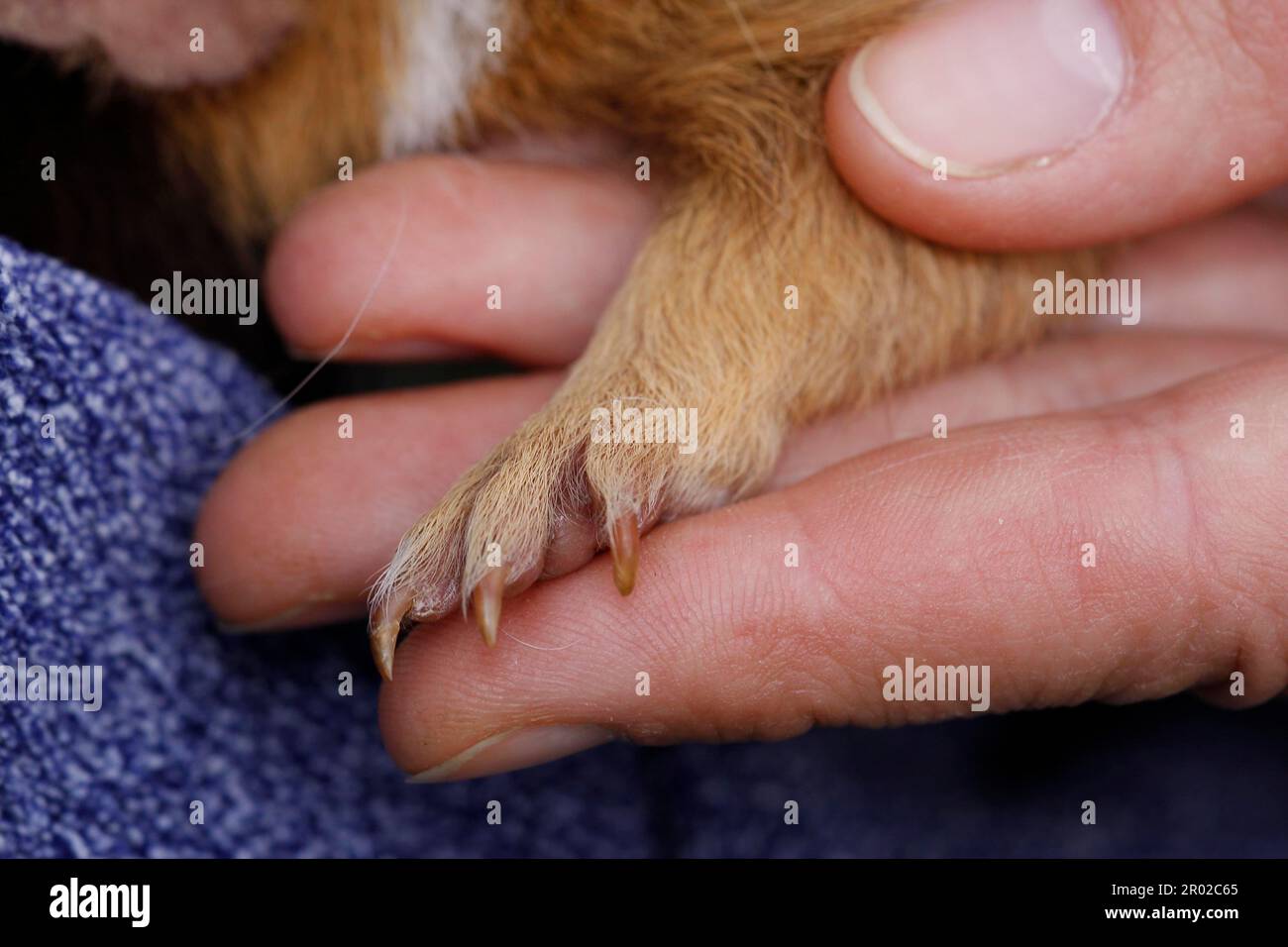 Guinea Pig pigs (Caviidae Stock Photo - Alamy