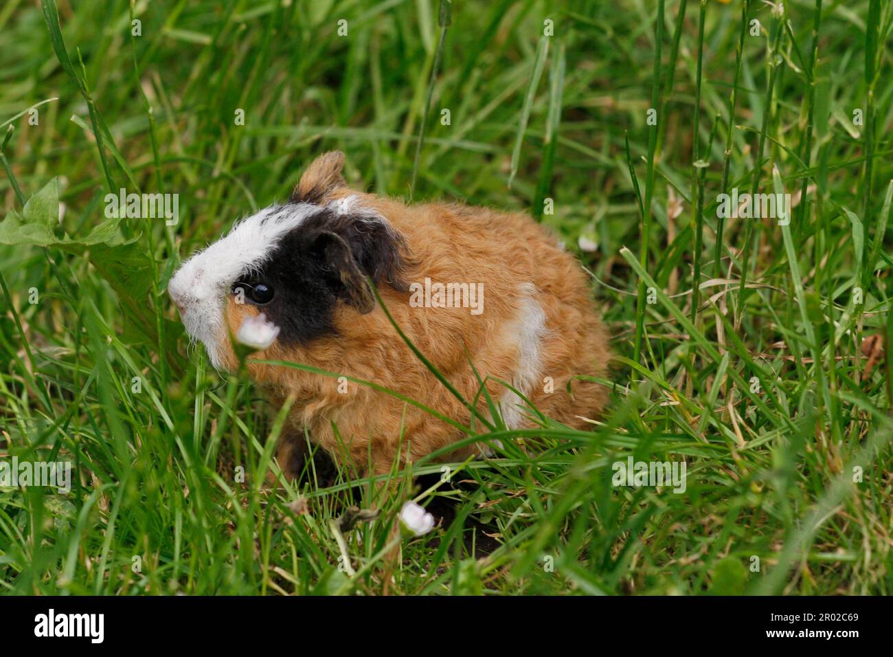 Guinea Pig pigs (Caviidae), sitting in the grass Stock Photo - Alamy
