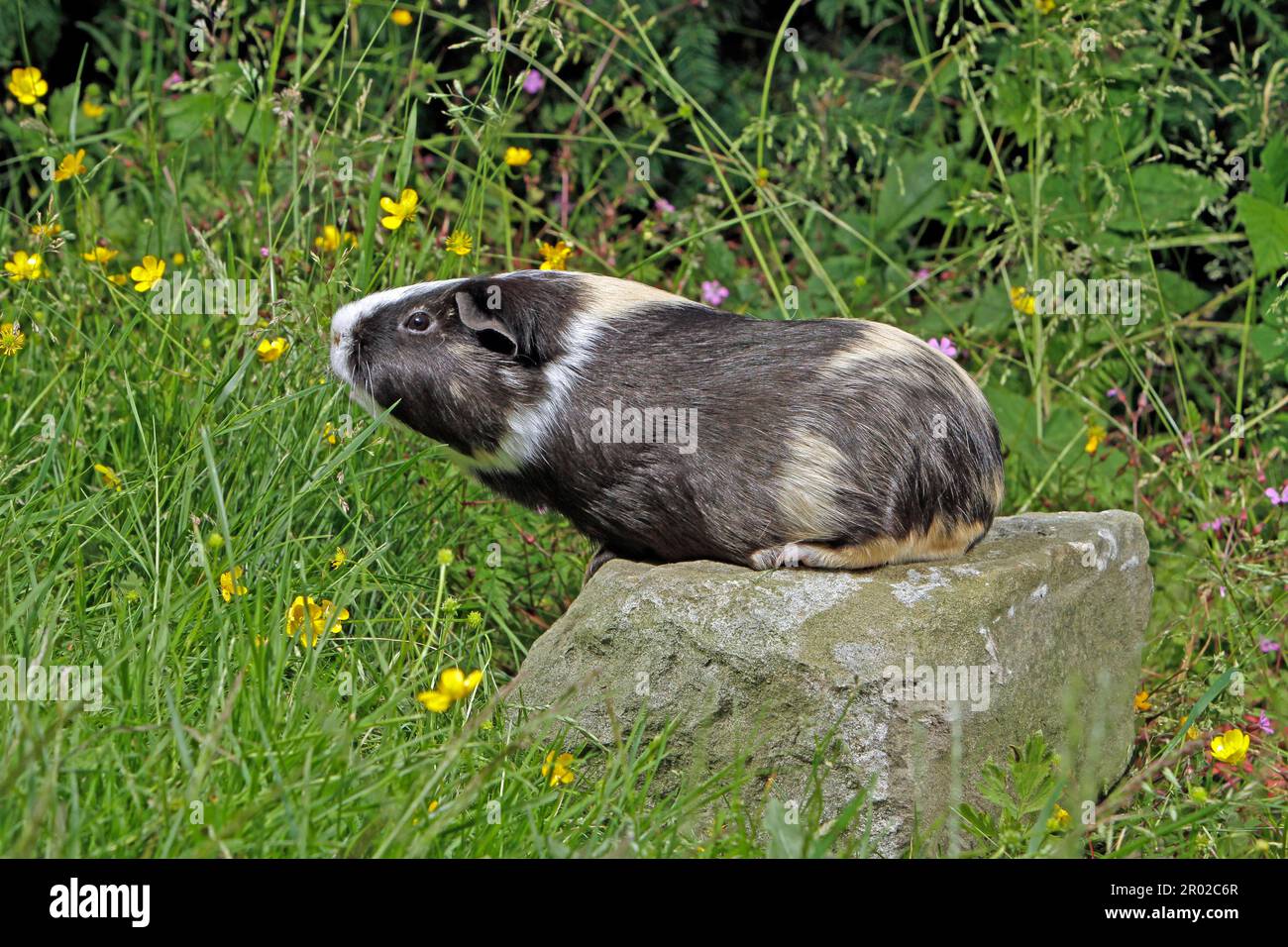 Guinea Pig pigs (Caviidae), sitting in the grass Stock Photo - Alamy