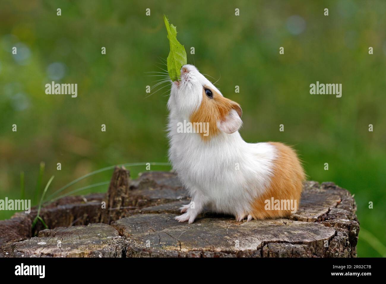 Tree pigs hi-res stock photography and images - Alamy