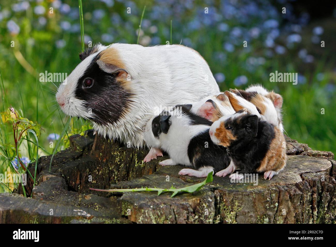 Guinea Pig pigs (Caviidae), 1 day old, 4 smooth hair and 1 US teddy ...