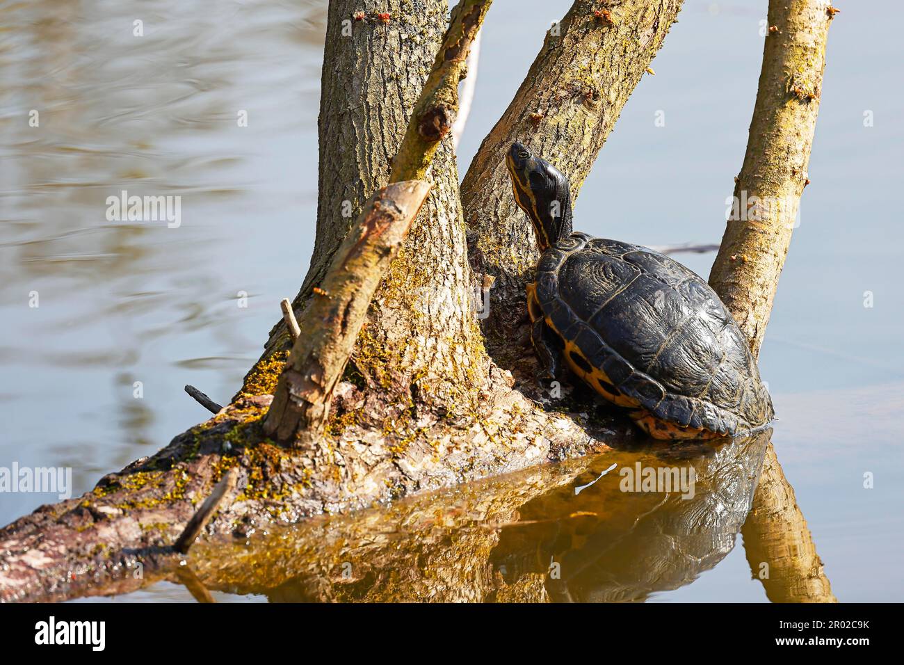 Yellow-bellied turtle, also known as yellow-bellied slider (Trachemys ...