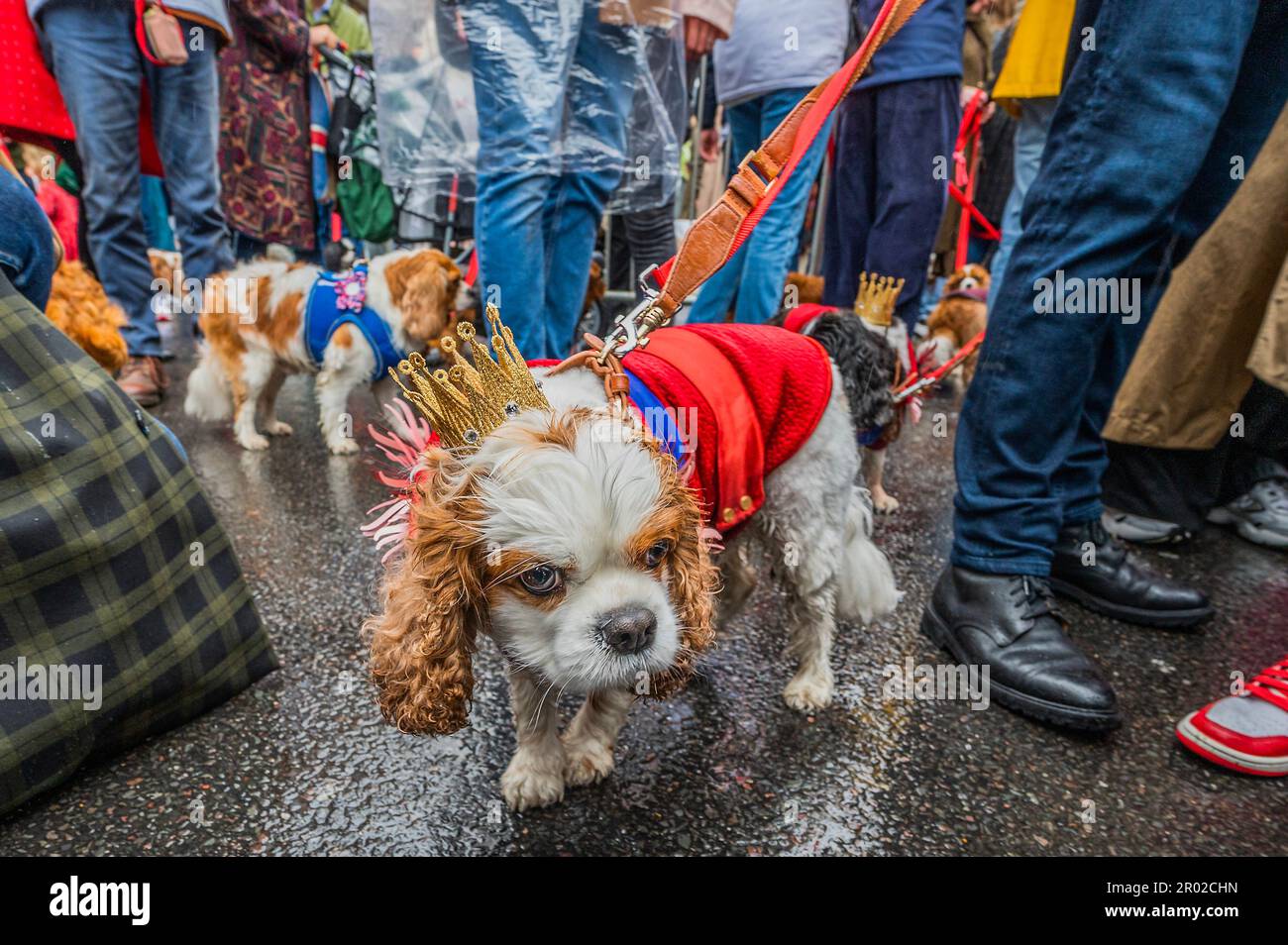 London, UK. 06th May, 2023. Duke and Lady, King Charles spaniels on ...