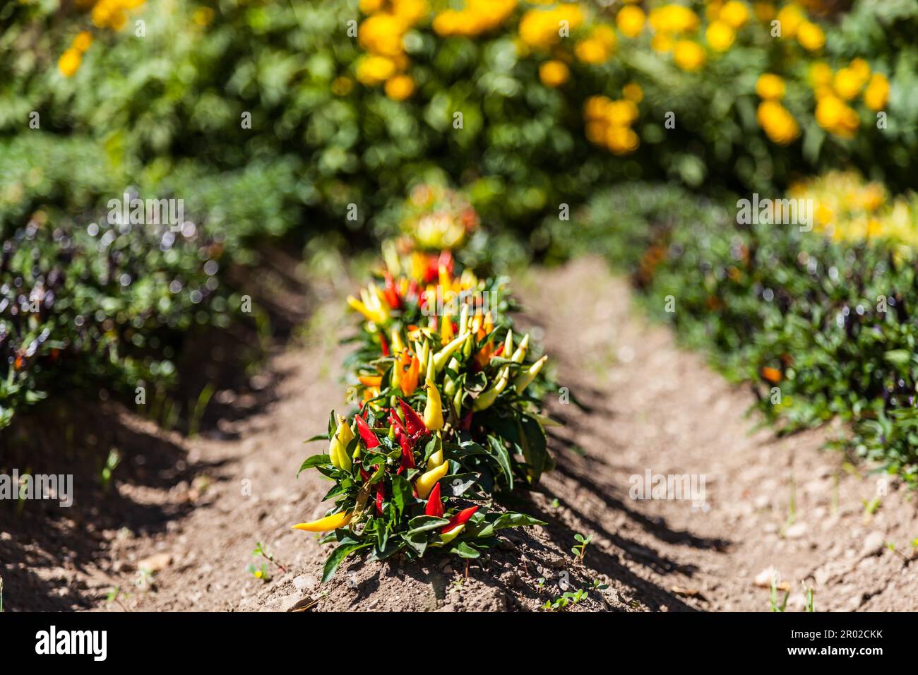 Spring season. Hot peppers plant in a vegetables garden Stock Photo - Alamy