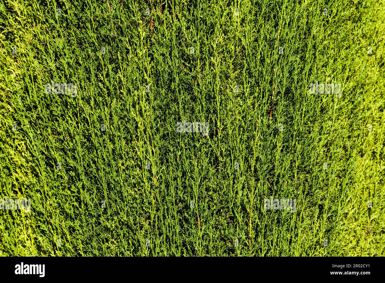 Green hedge background hi-res stock photography and images - Alamy
