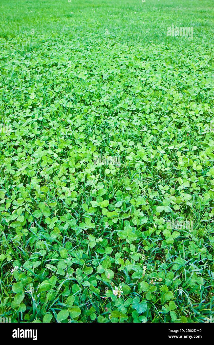 Wildflower turf clover hi-res stock photography and images - Alamy