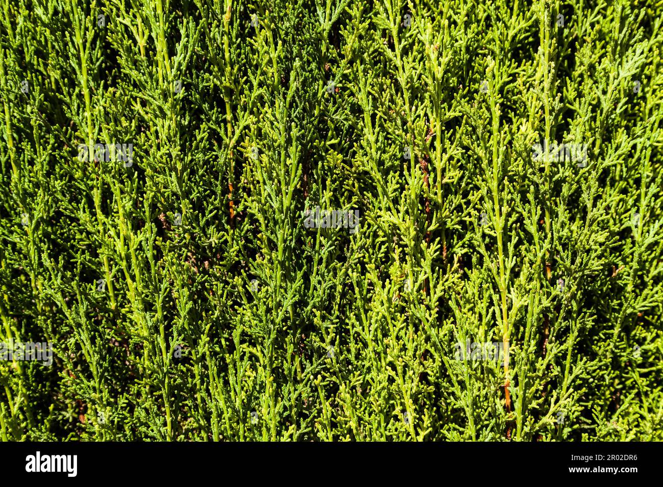Plenty of details in this green hedge background Stock Photo - Alamy
