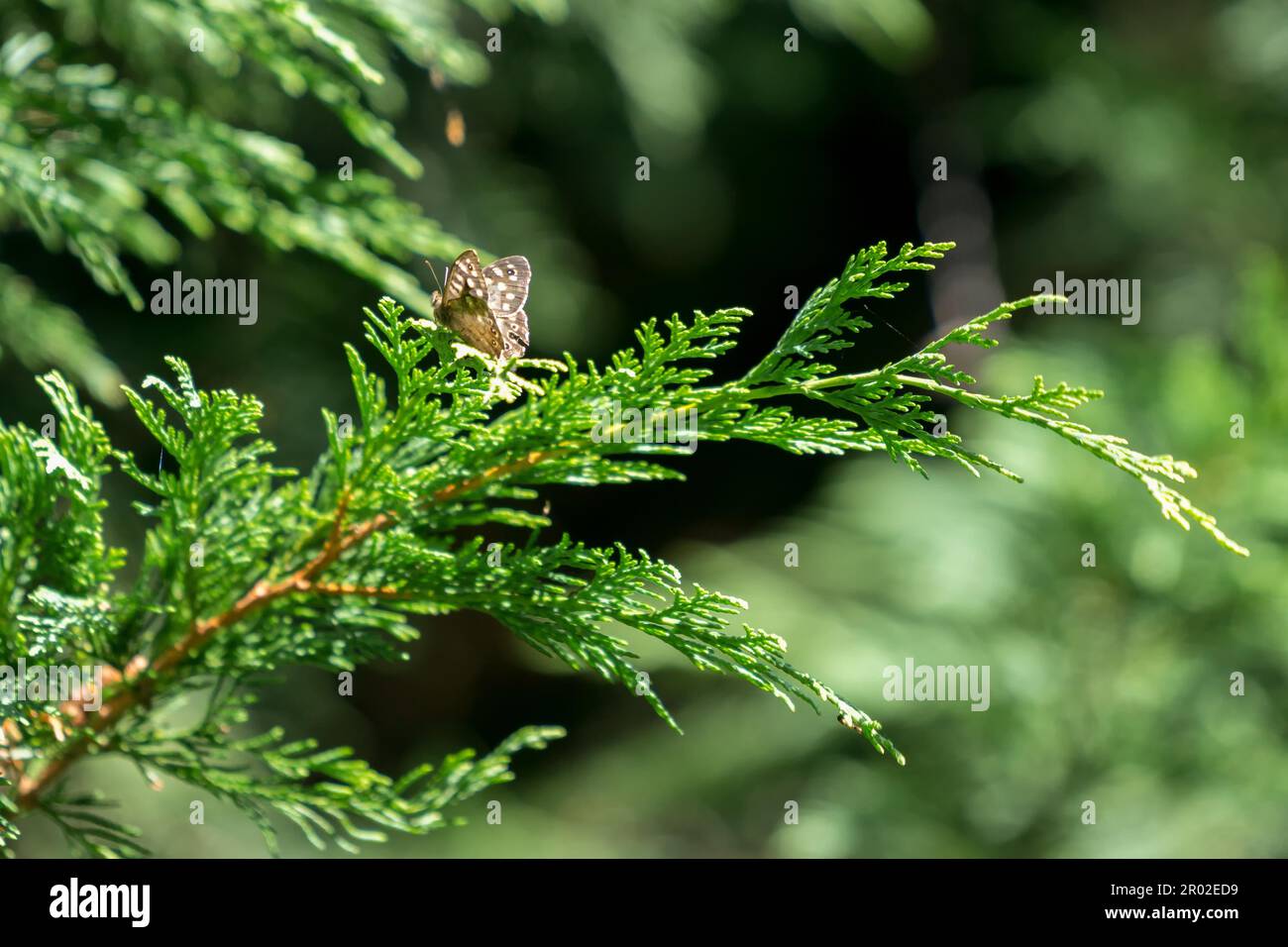 Speckled wood butterfly isolated hi-res stock photography and images ...