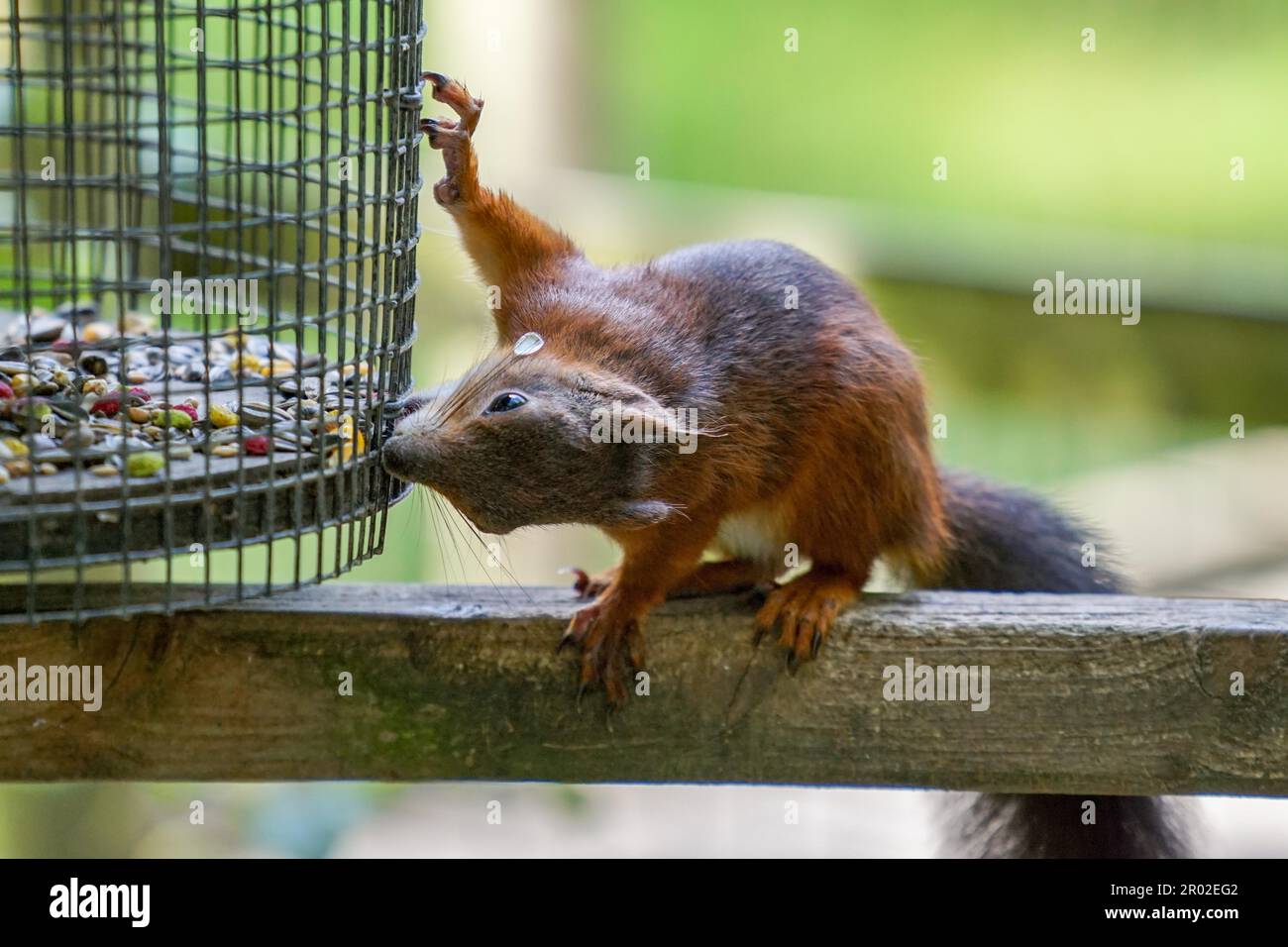 Eurasian Red Squirrel (Sciurus vulgaris Stock Photo - Alamy