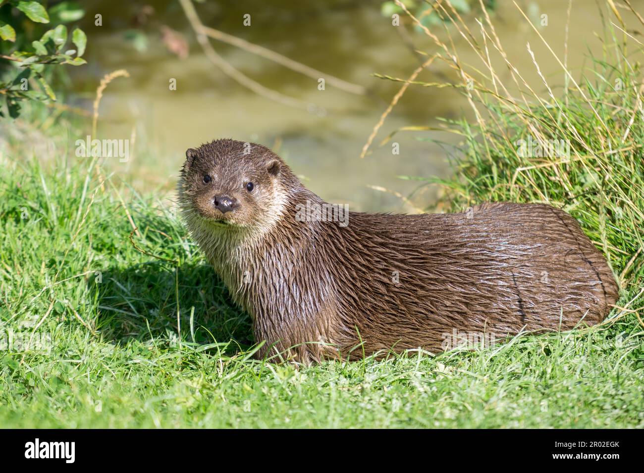 Eurasian Otter (Lutra lutra Stock Photo - Alamy