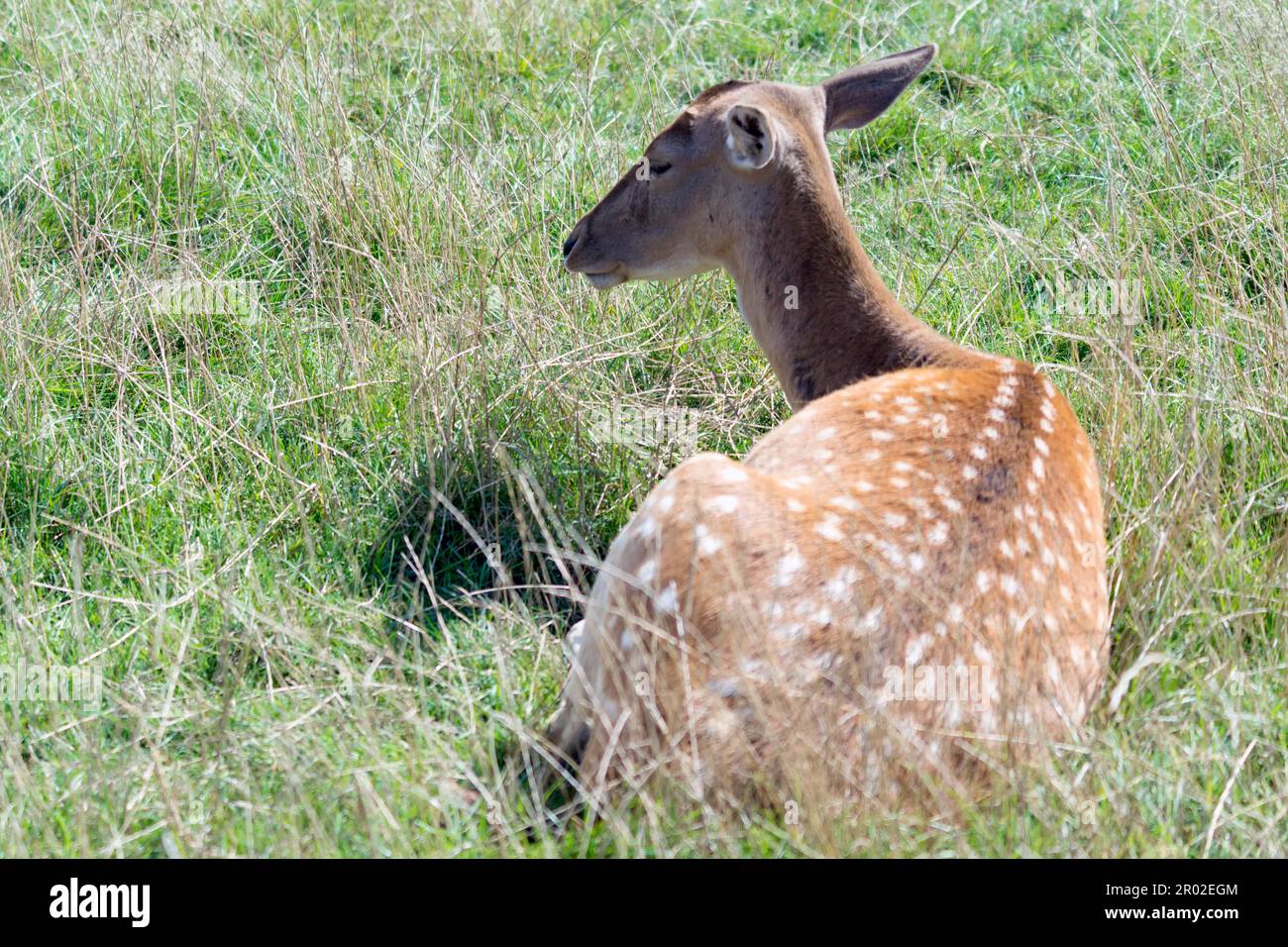 Individual deer hi-res stock photography and images - Alamy
