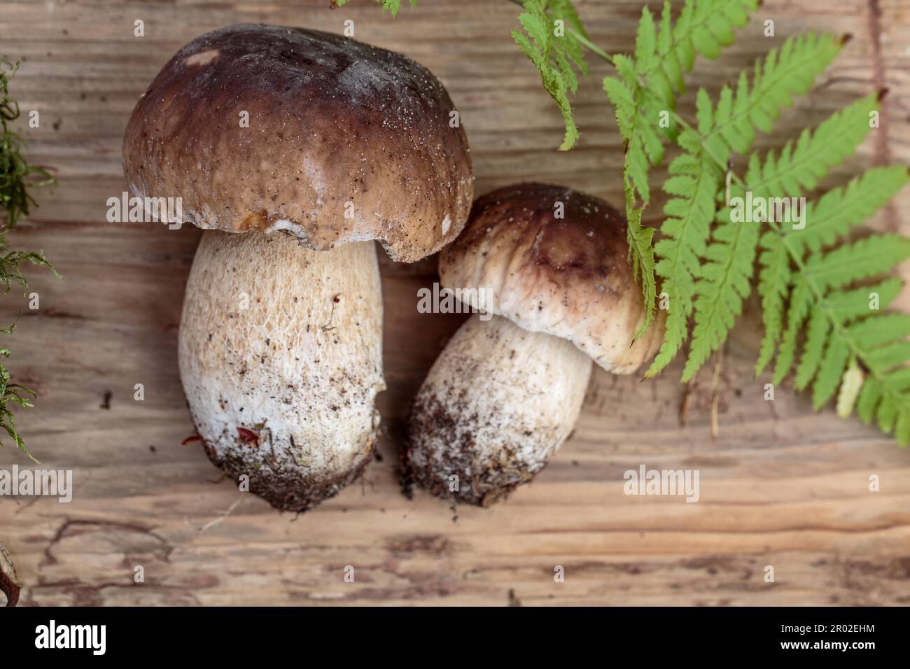 Fresh porcini mushrooms collected in the Palatinate Forest Stock Photo ...