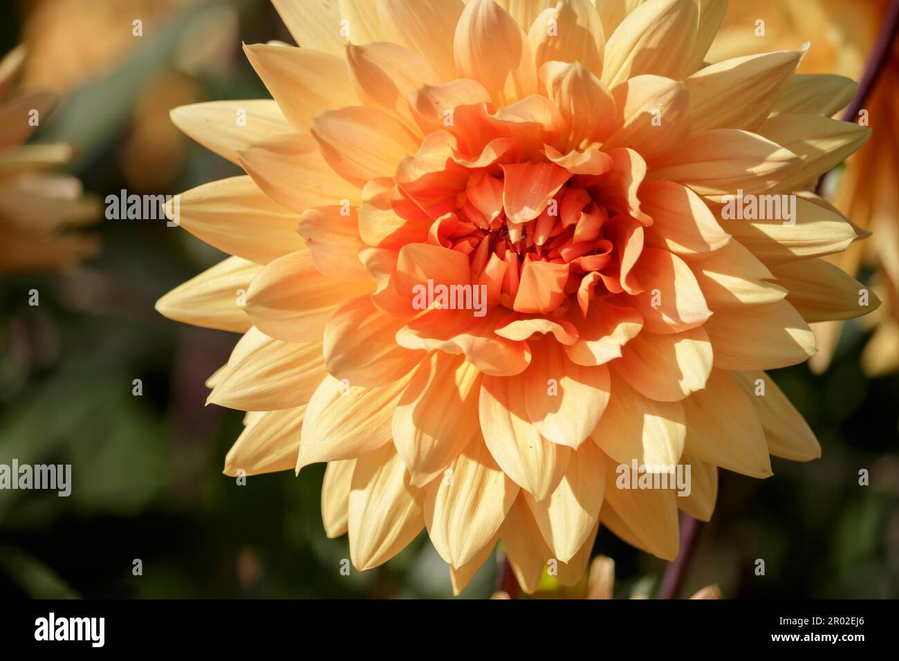 Close up bud orange hi-res stock photography and images - Alamy