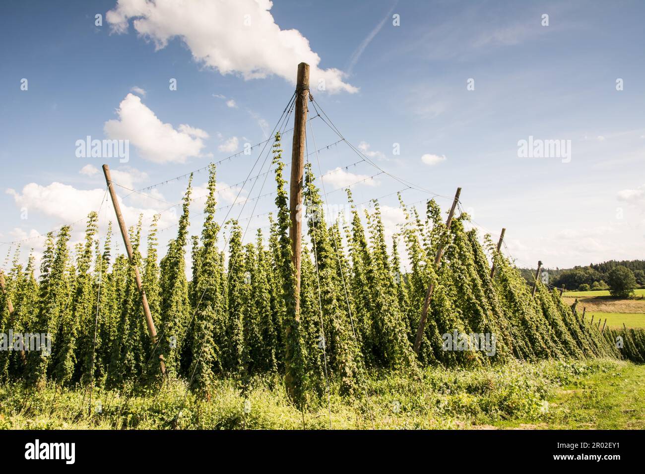 Growing hops in a hop garden in Bavaria Stock Photo - Alamy