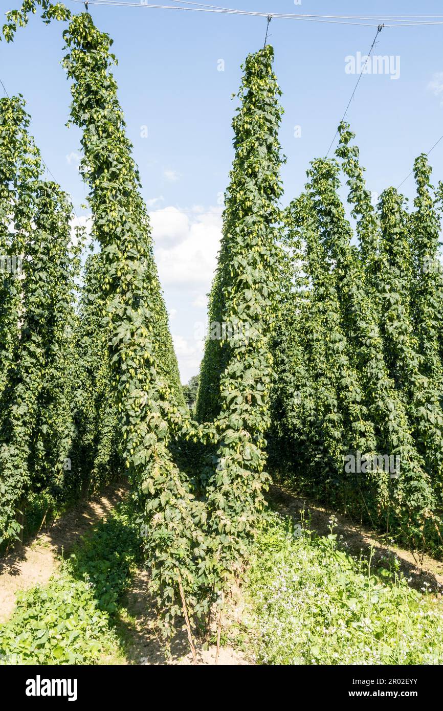 Growing hops plantation hi-res stock photography and images - Alamy