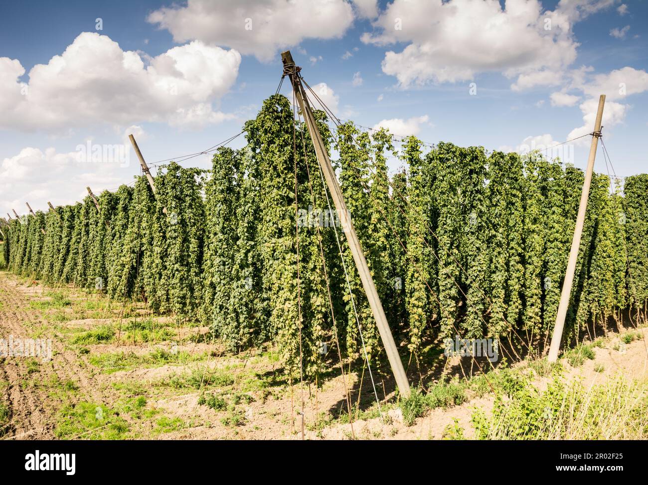 Growing hops in a hop garden in Bavaria Stock Photo - Alamy