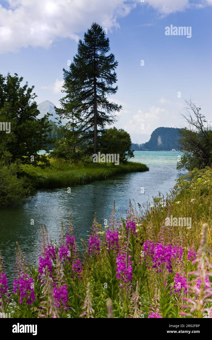 Walking around Sils Lake - Engadin Valley - Switzerland Stock Photo - Alamy