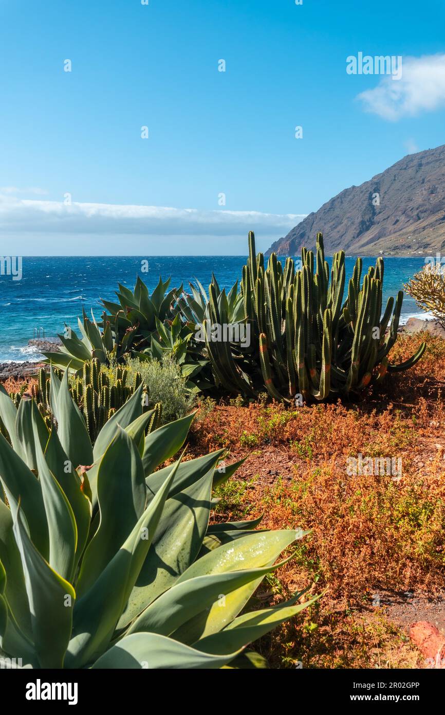Beautiful cactus in the bay of Las Playas on the island of El Hierro ...
