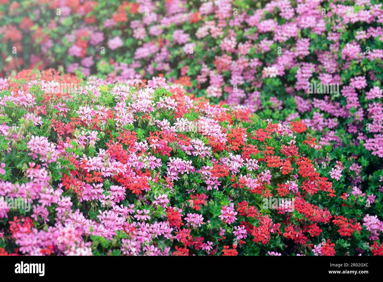 Background with beautiful ivy geranium flowers Stock Photo - Alamy