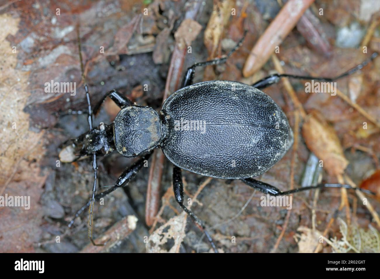 Specialized predator hi-res stock photography and images - Alamy