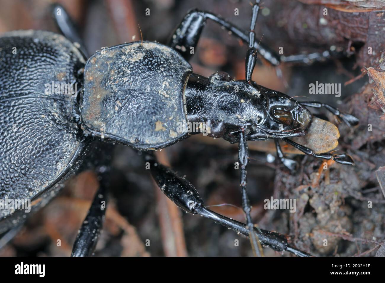 An imago of cychrus caraboides. A flightless, specialized predator that ...