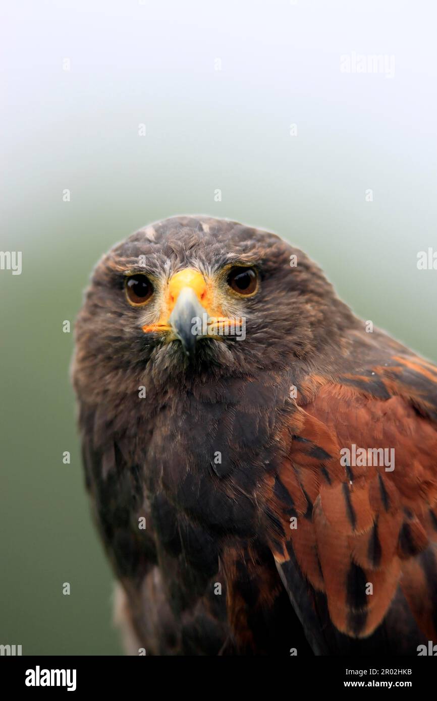 North american hawk hi-res stock photography and images - Alamy