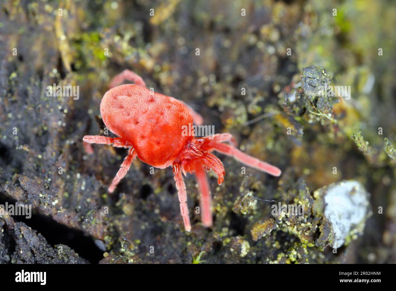 Velvet mite, Red mite, Velvet mites (Trombidium spec., Trombidium cf ...