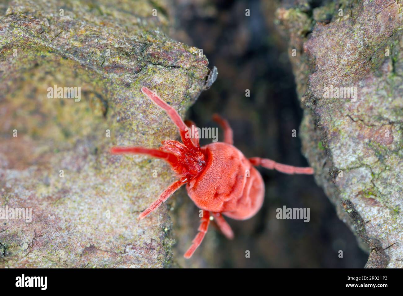 Water Spider Red Velvet