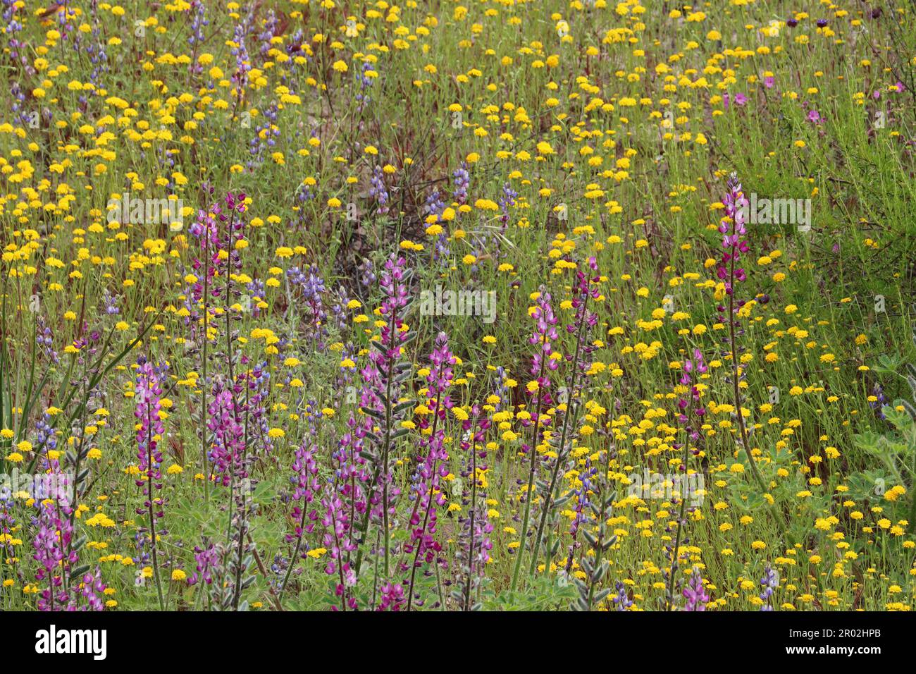 When seasonal conditions are exceptional, an explosion of native spring ...