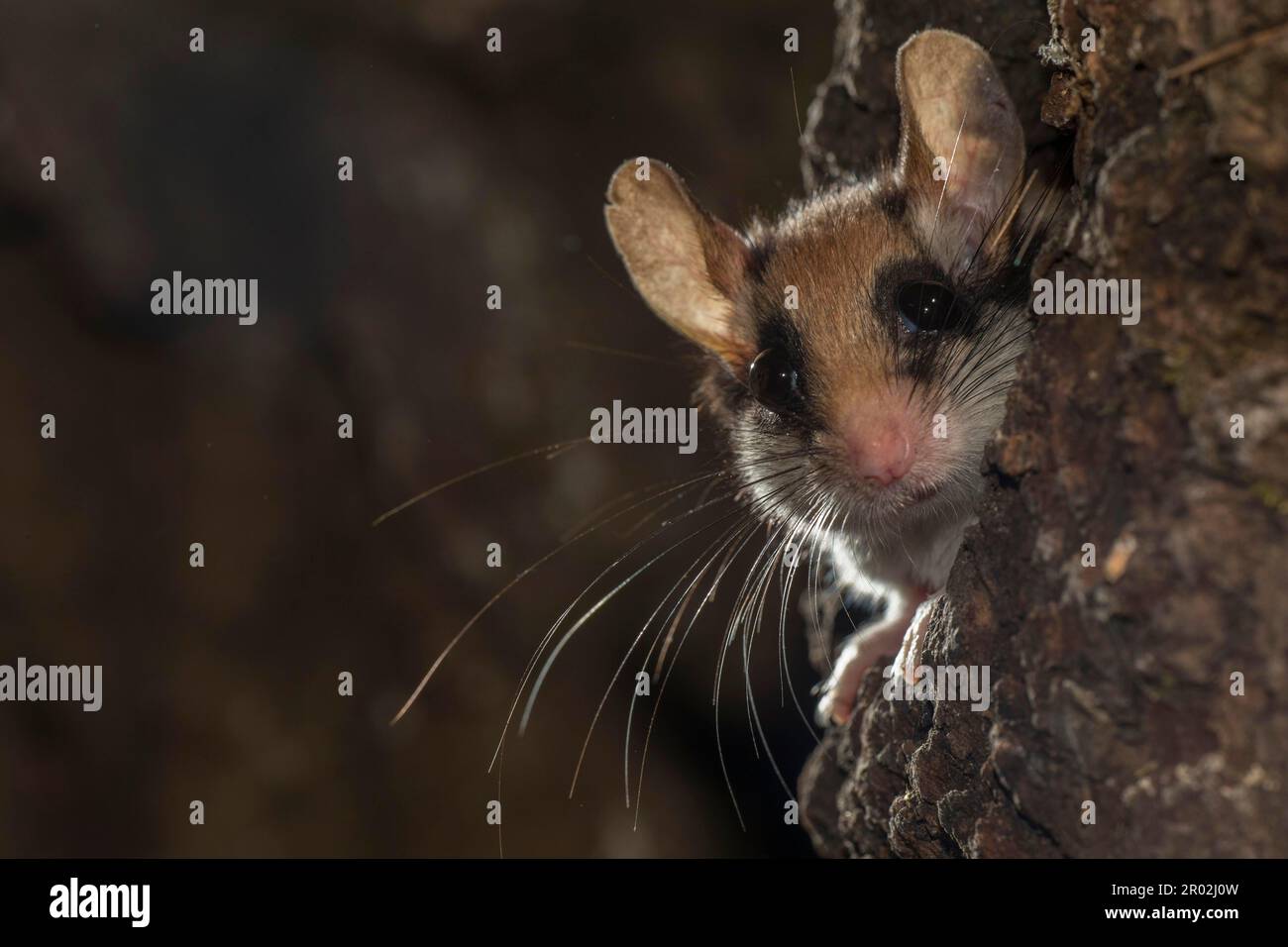 Garden dormouse (Eliomys quercinus) looking out of tree cavity, Germany ...