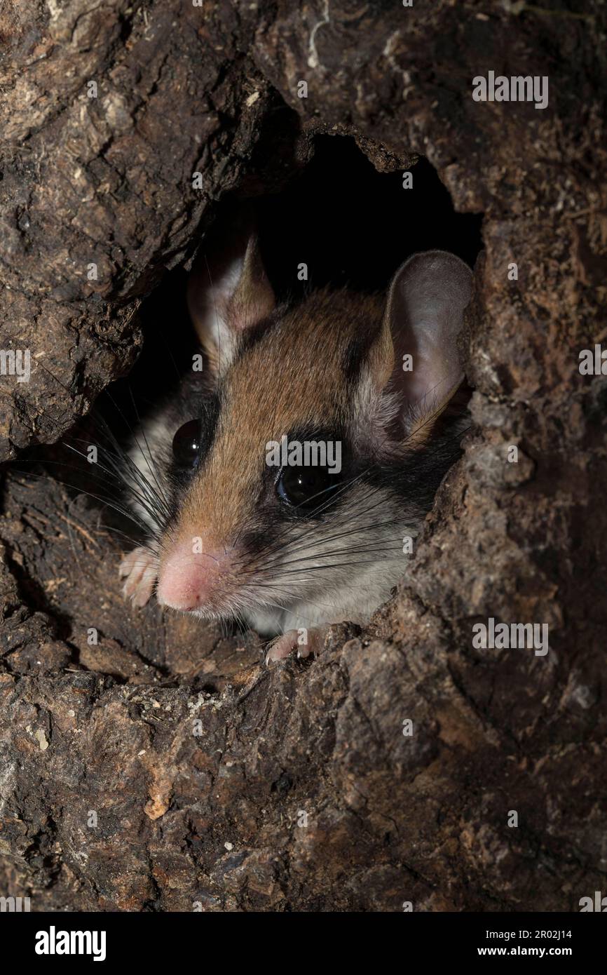 Garden dormouse (Eliomys quercinus) looking out of tree cavity, Germany ...
