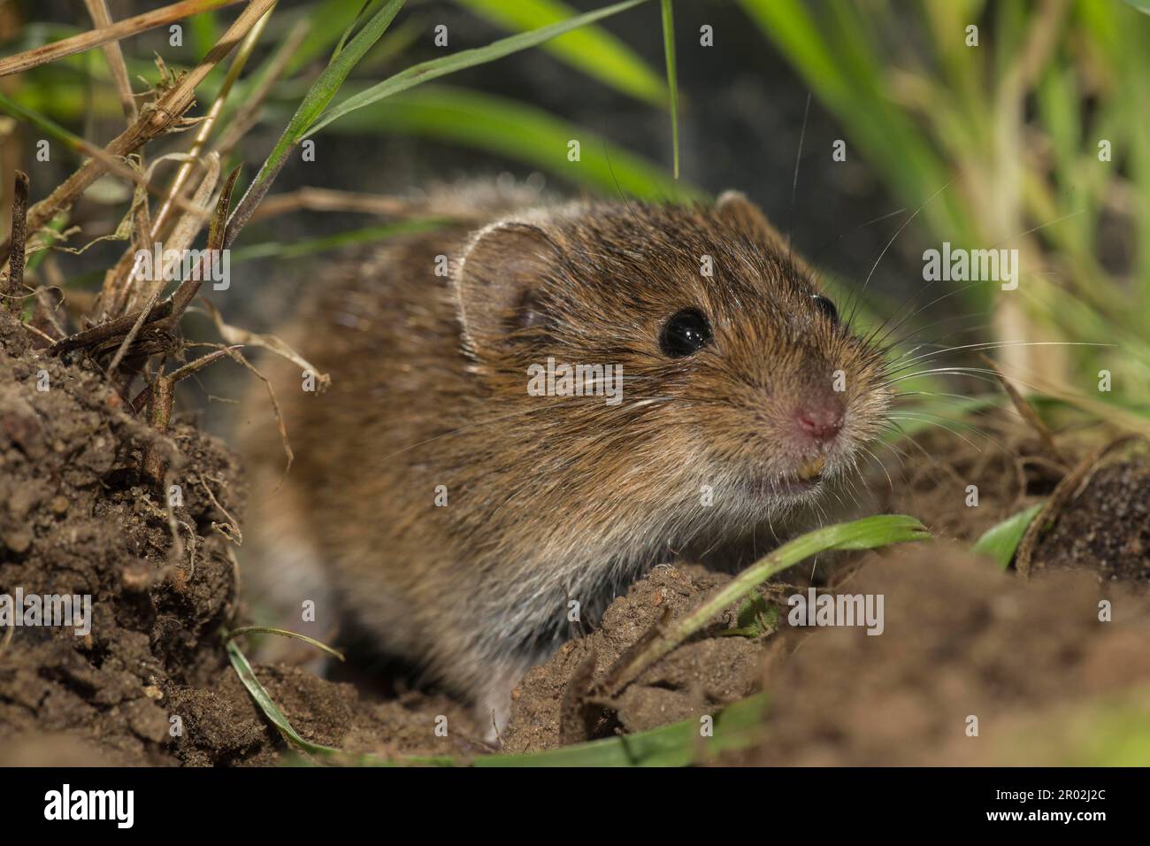 Common vole (Microtus arvalis), Lower Saxony, Germany Stock Photo - Alamy